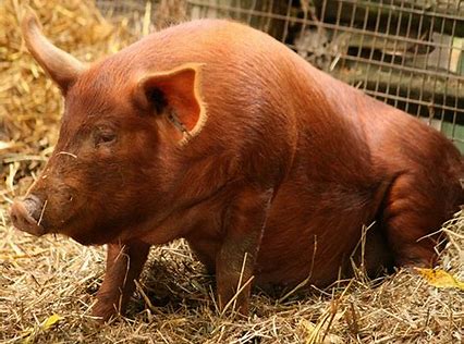 EMBRACING THE RED HEAD – THE GINGER PIG REVIEW – Jack's Meat Shack